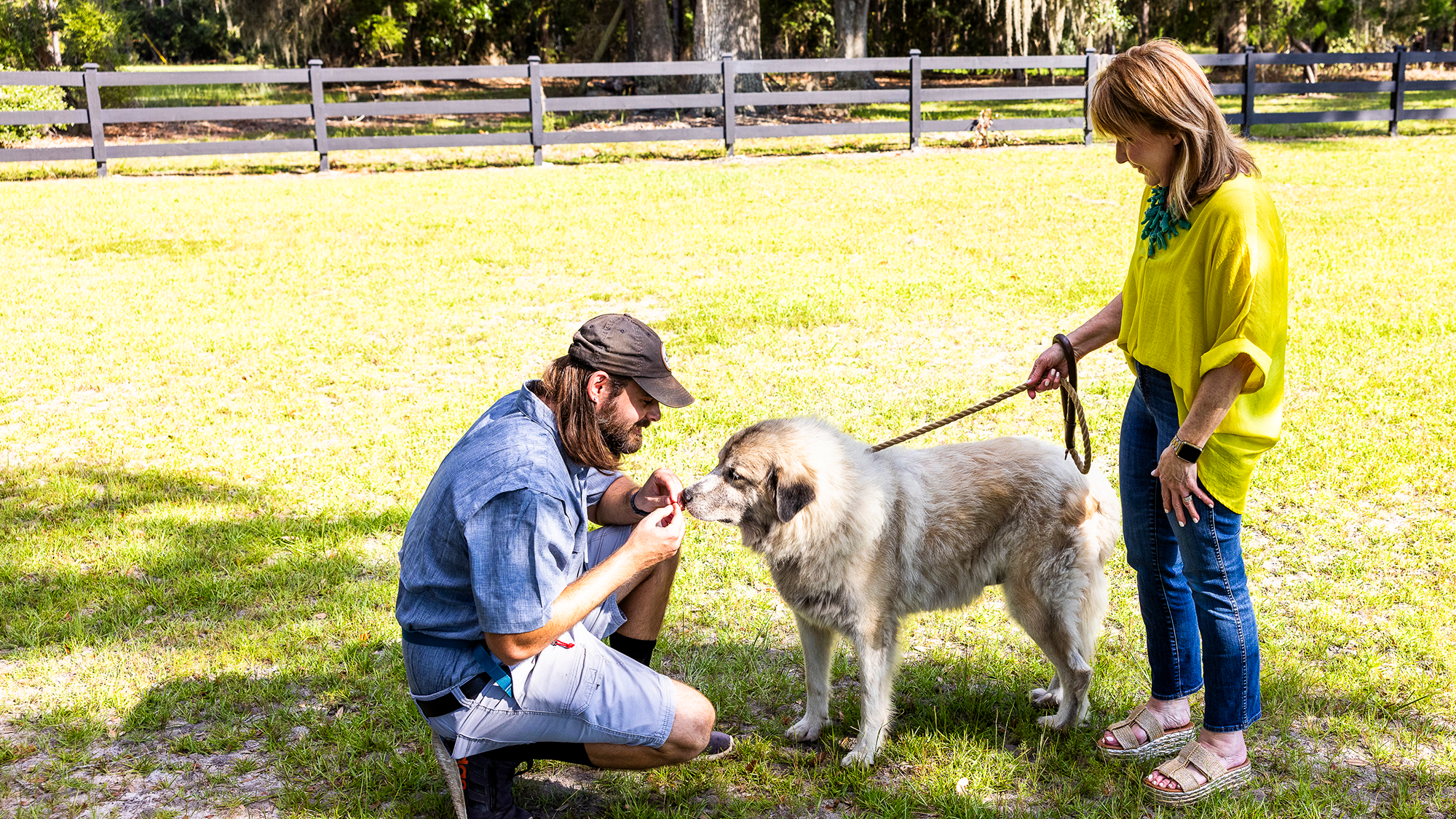 The Evolution of Positive Reinforcement in Dog Training – Southern ...