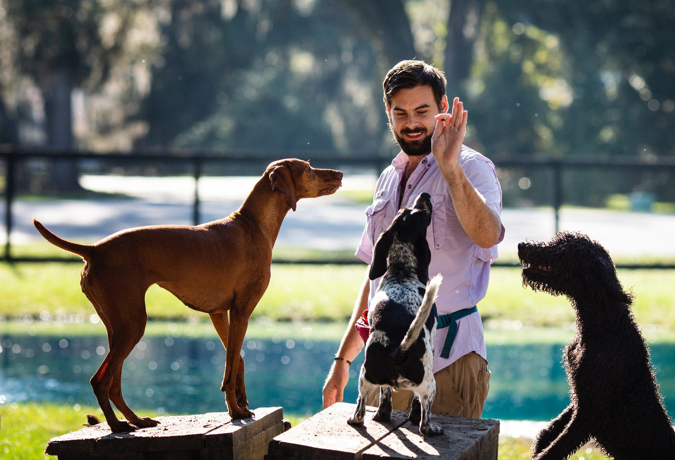 Dog Training – Southern Hound Club